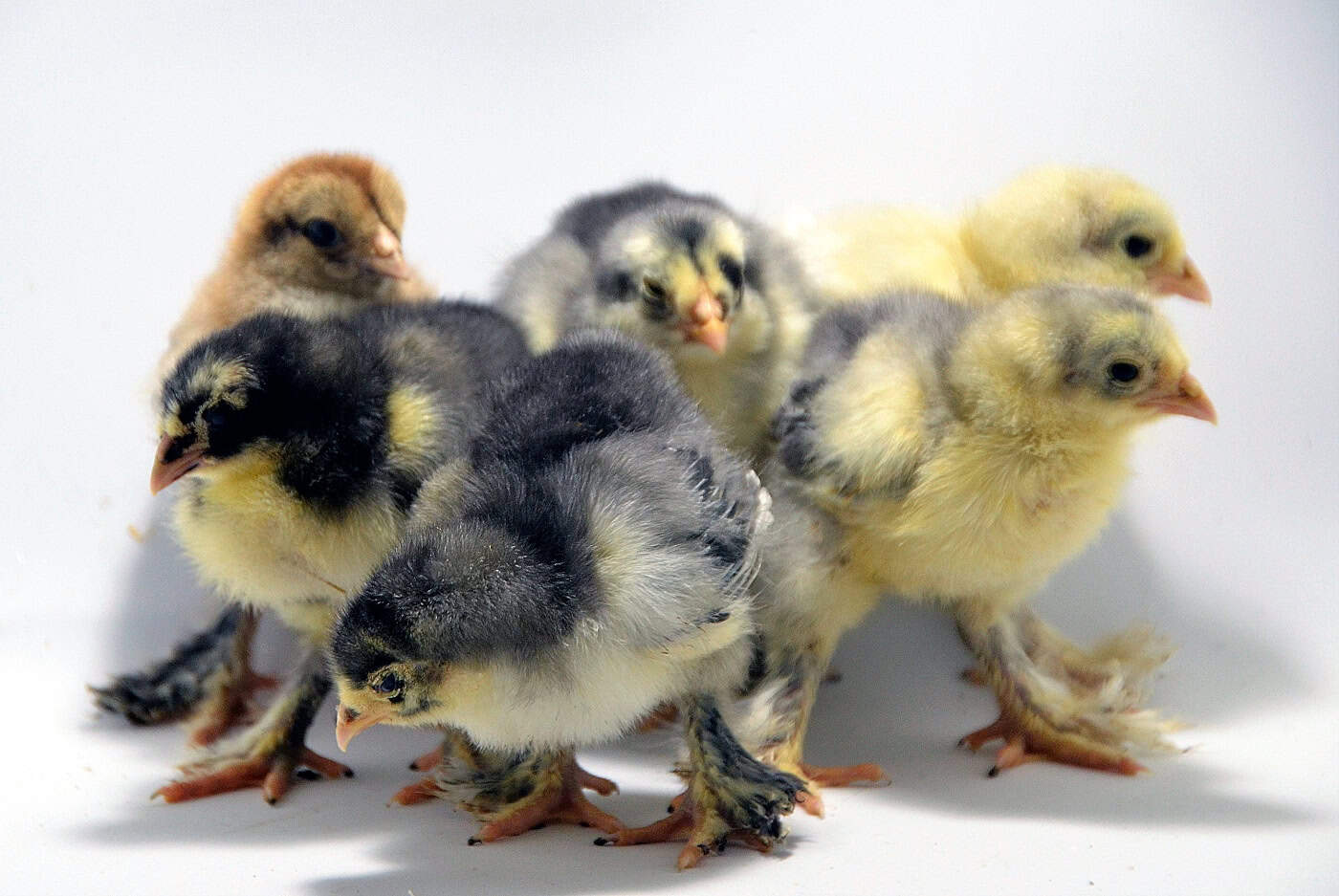 Das Brahma Huhn: Riesehühner mit imposanter Erscheinung