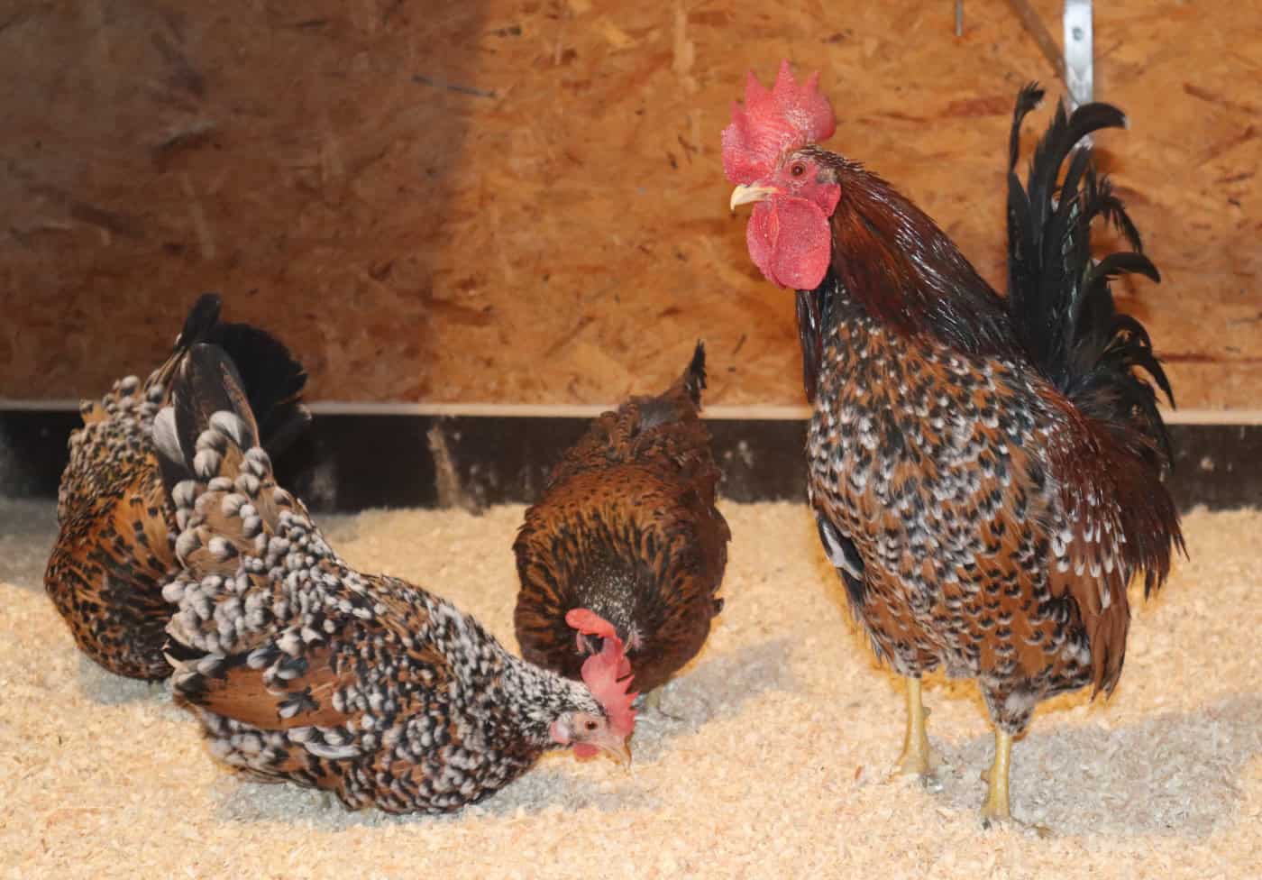 Chabo Zwerghuhn - Putzige und groteske Hühner zugleich