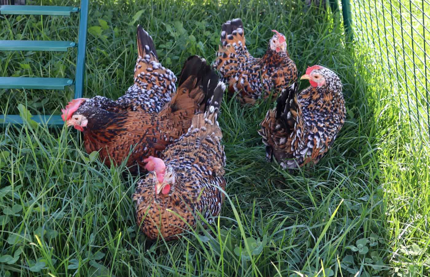 Chabo Zwerghuhn - Putzige und groteske Hühner zugleich