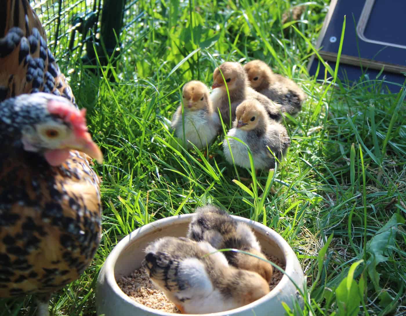 Chabo Zwerghuhn - Putzige und groteske Hühner zugleich