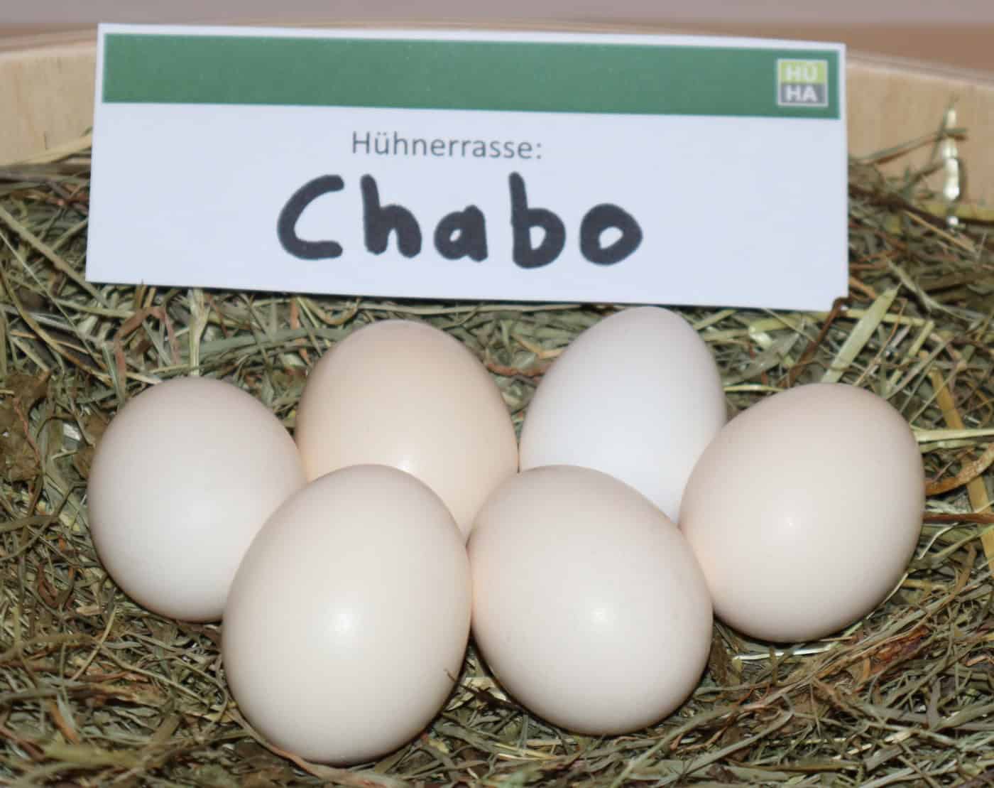 Chabo Zwerghuhn - Putzige und groteske Hühner zugleich
