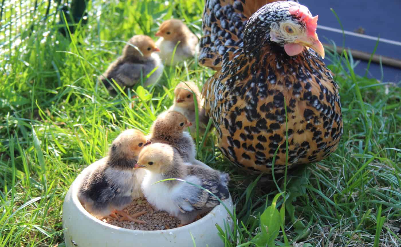 Chabo Zwerghuhn - Putzige und groteske Hühner zugleich
