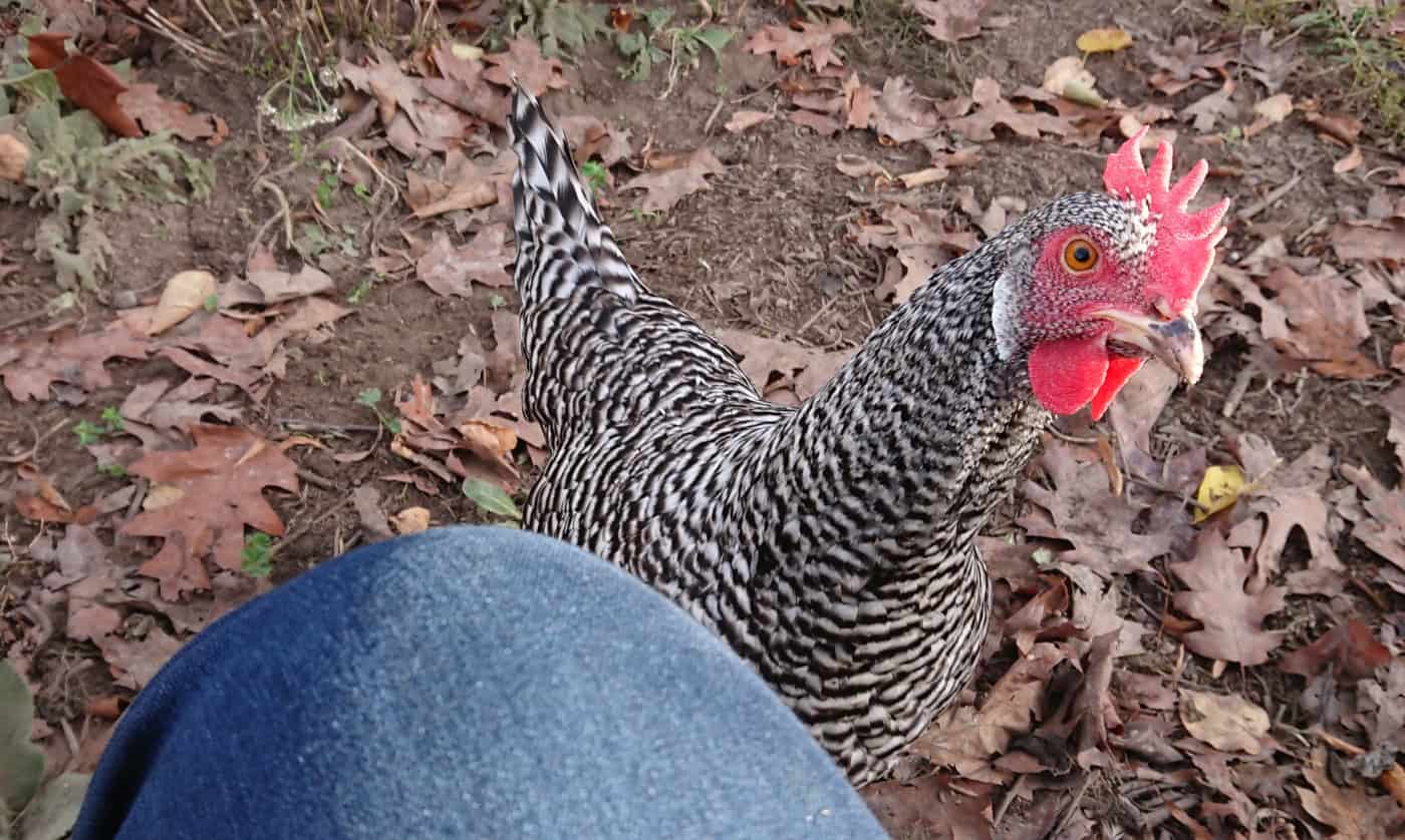 Deutsche Sperber - Lebhaft, zutraulich und gute Leger