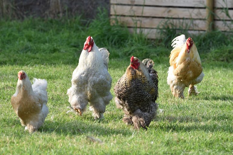Das Brahma Huhn: Riesehühner mit imposanter Erscheinung
