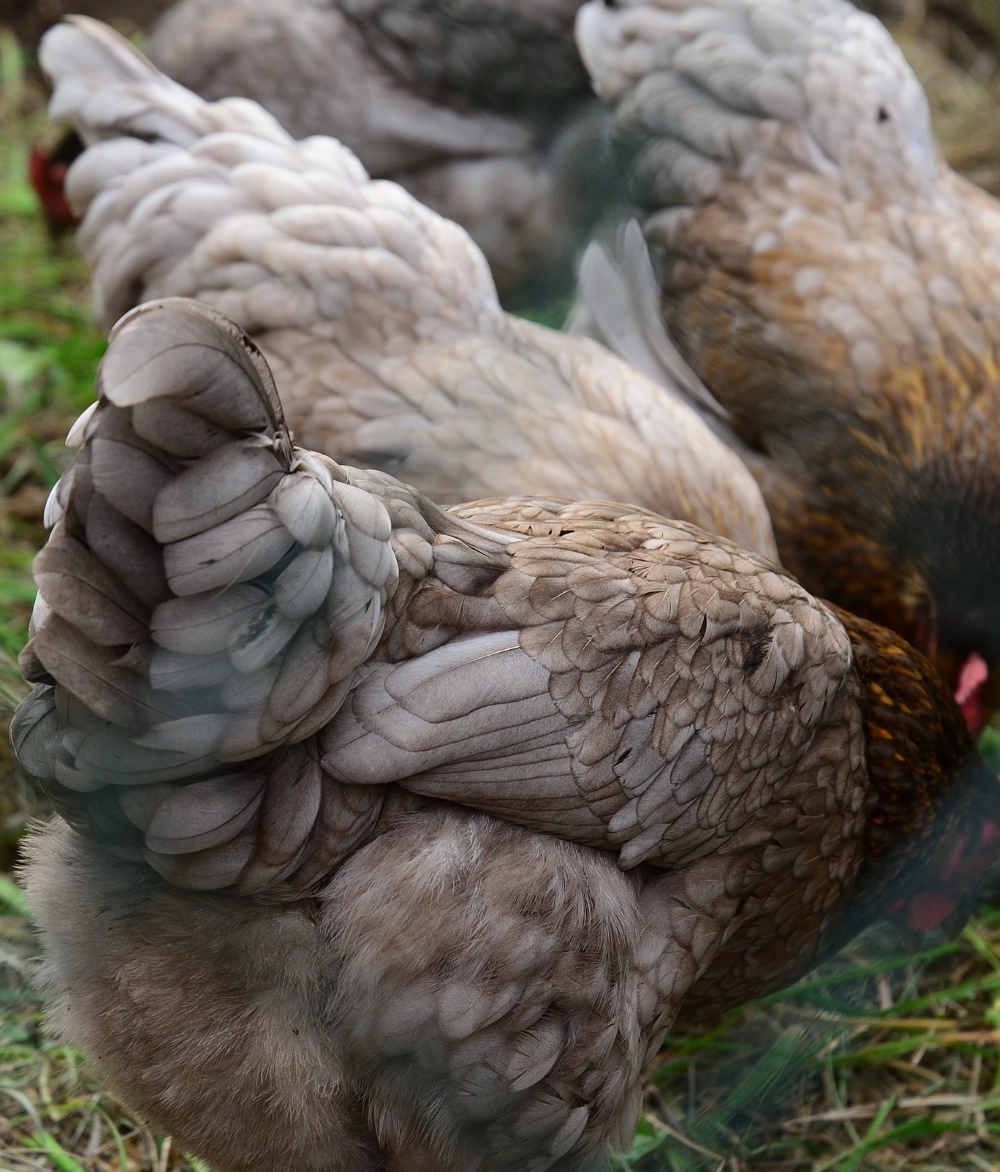Königsberger Huhn: Die besten Legehühner für den Anfänger!
