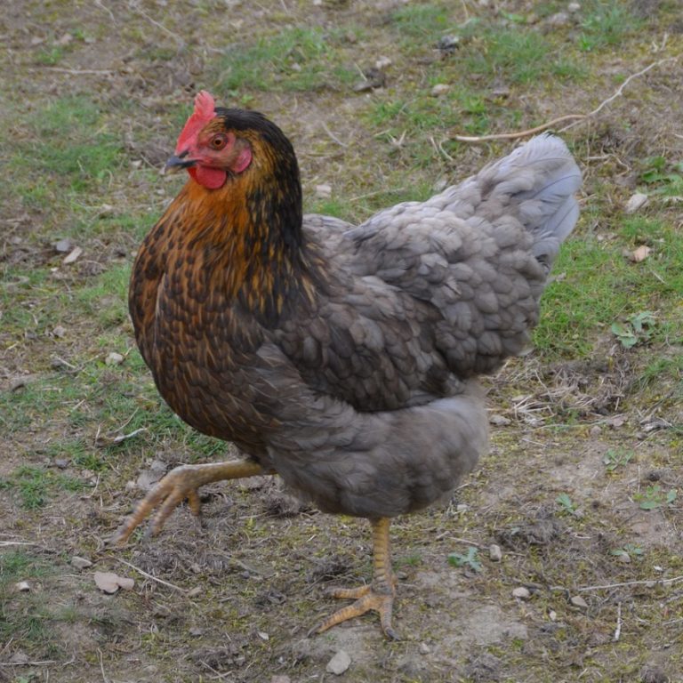 Königsberger Huhn: Die besten Legehühner für den Anfänger!