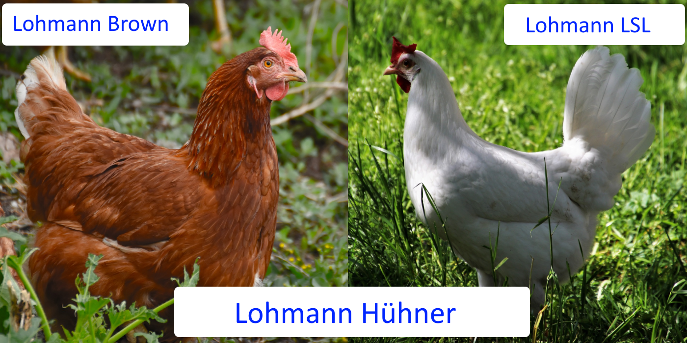 Lohmann Brown (Lohmann Hühner): Das beste Legehuhn Deutschlands!