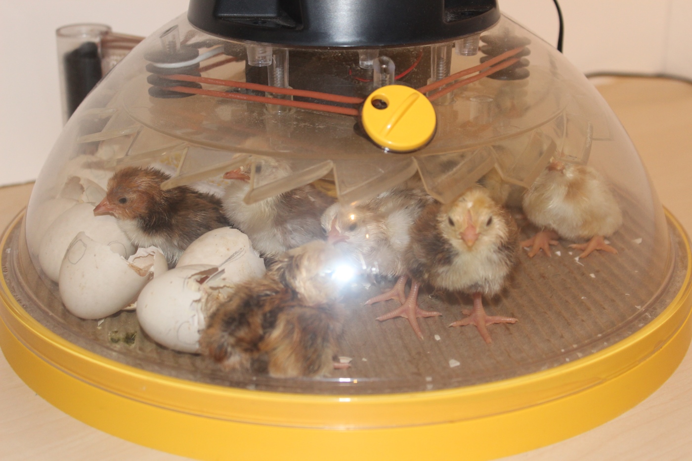 Entwicklung der Küken im Ei - Entwicklungsstadien während der Kunstbrut