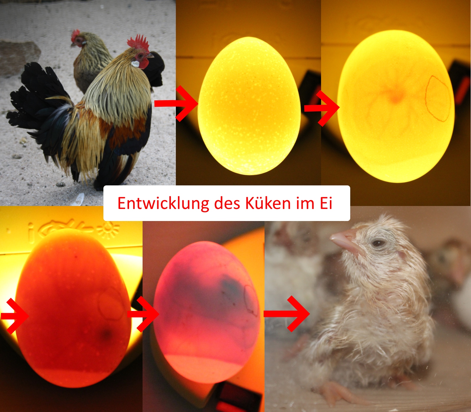 Entwicklung der Küken im Ei - Entwicklungsstadien während der Kunstbrut