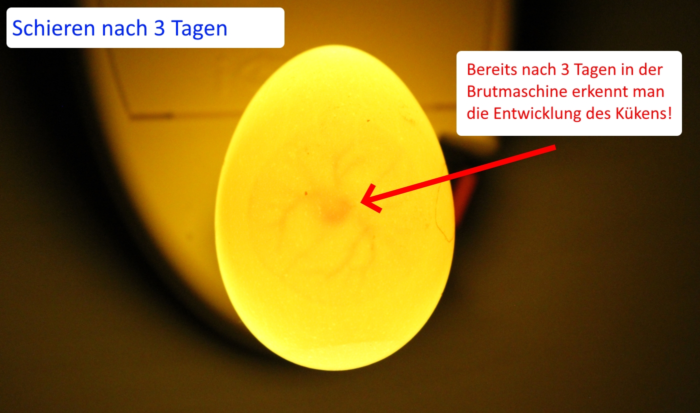 Entwicklung der Küken im Ei - Entwicklungsstadien während der Kunstbrut