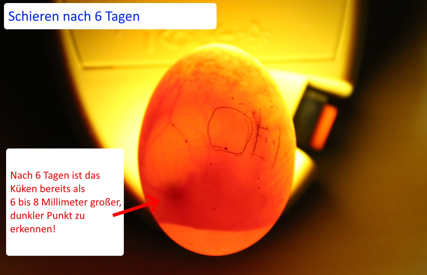 Entwicklung der Küken im Ei - Entwicklungsstadien während der Kunstbrut