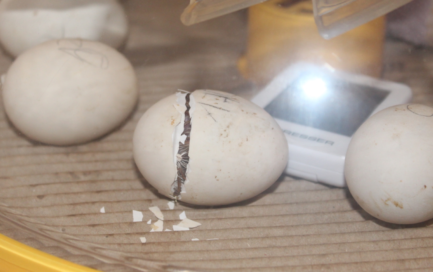 Entwicklung der Küken im Ei - Entwicklungsstadien während der Kunstbrut