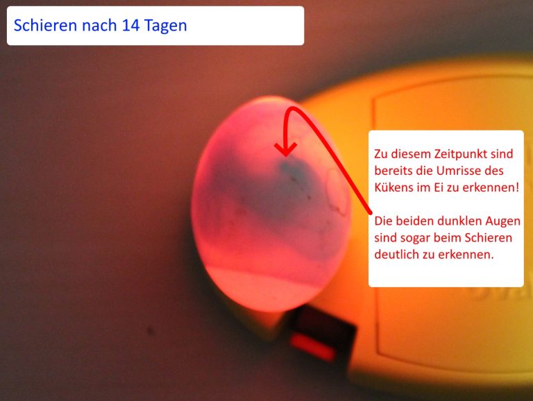 Entwicklung der Küken im Ei - Entwicklungsstadien während der Kunstbrut