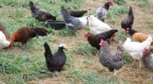 Hühnerfutter: Richtig füttern und geeignetes Futter für Hühner ...