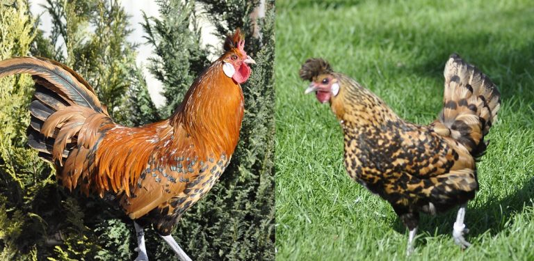 Appenzeller Spitzhauben: Zaunhöhe, Gluckenquote und Charakter