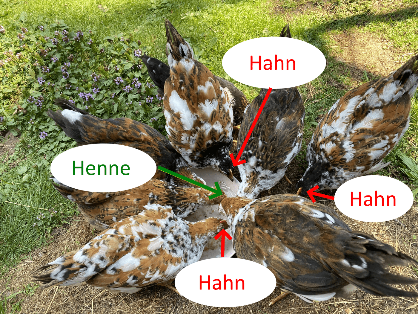 Schwedisches Blumenhuhn: Zaunhöhe, Gluckenquote & Charakter
