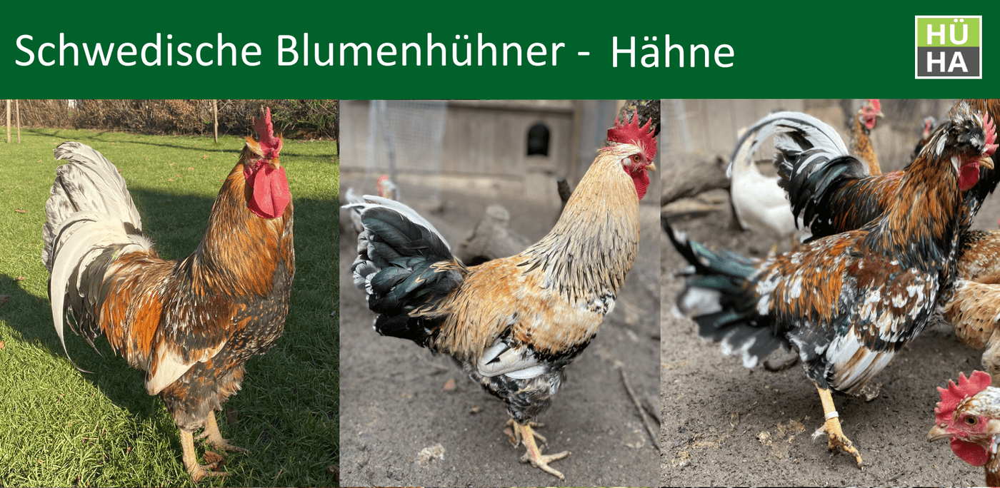 Schwedisches Blumenhuhn: Zaunhöhe, Gluckenquote & Charakter