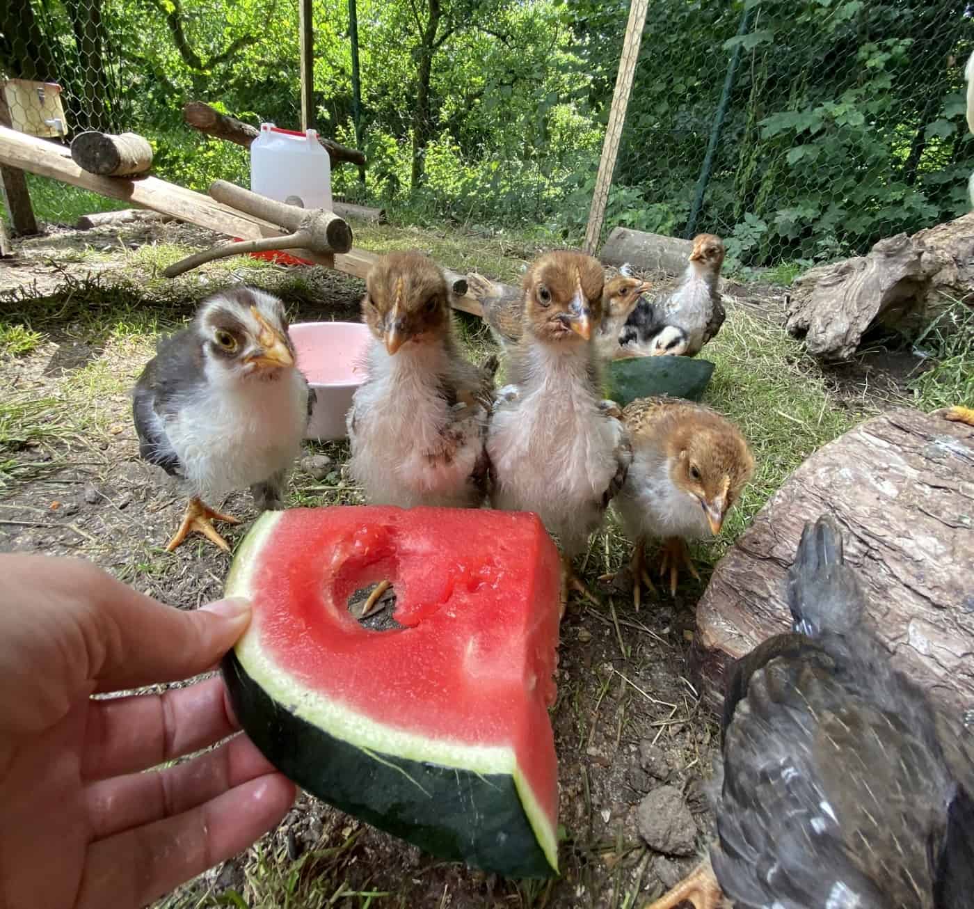 Schwedisches Blumenhuhn: Zaunhöhe, Gluckenquote & Charakter