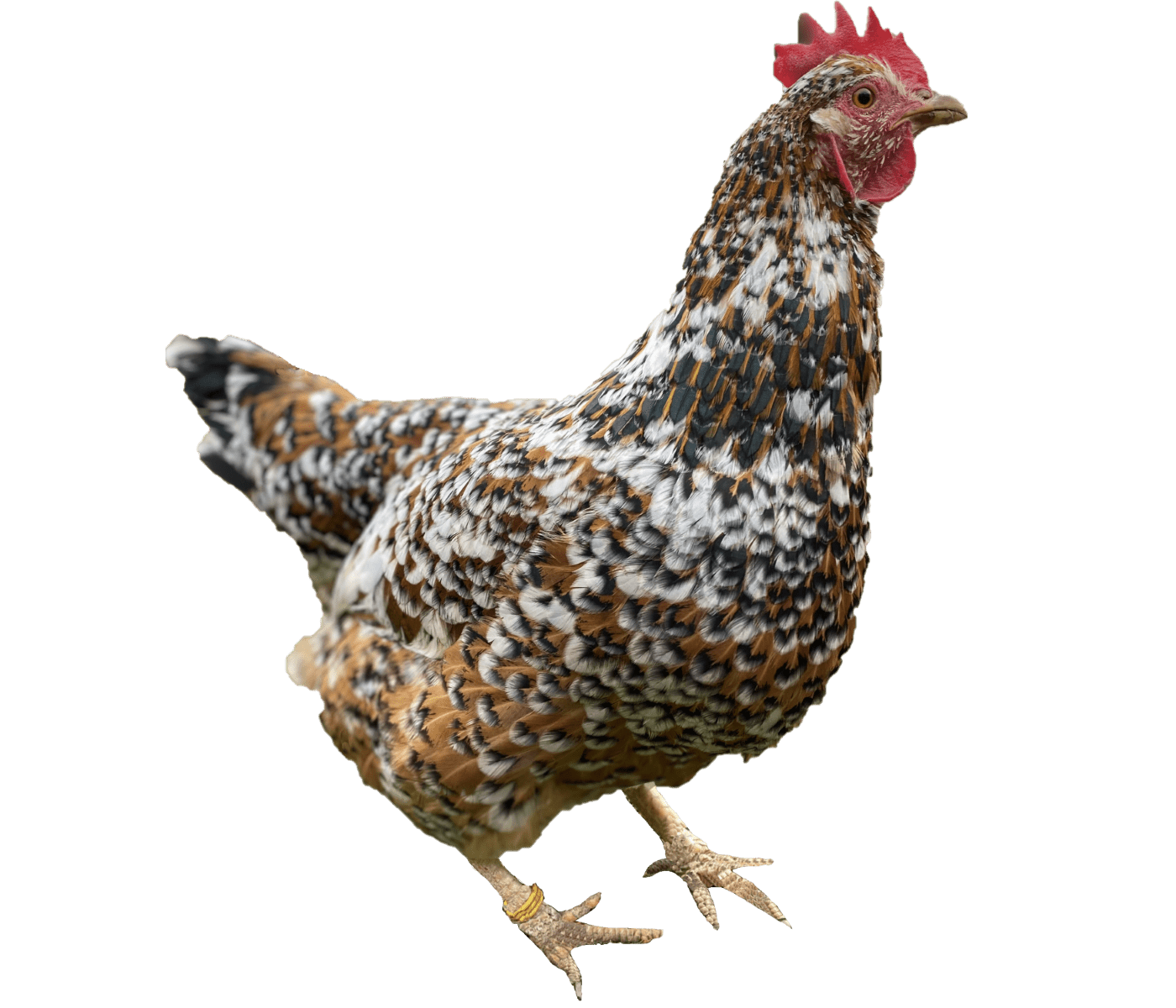 Schwedisches Blumenhuhn: Zaunhöhe, Gluckenquote & Charakter