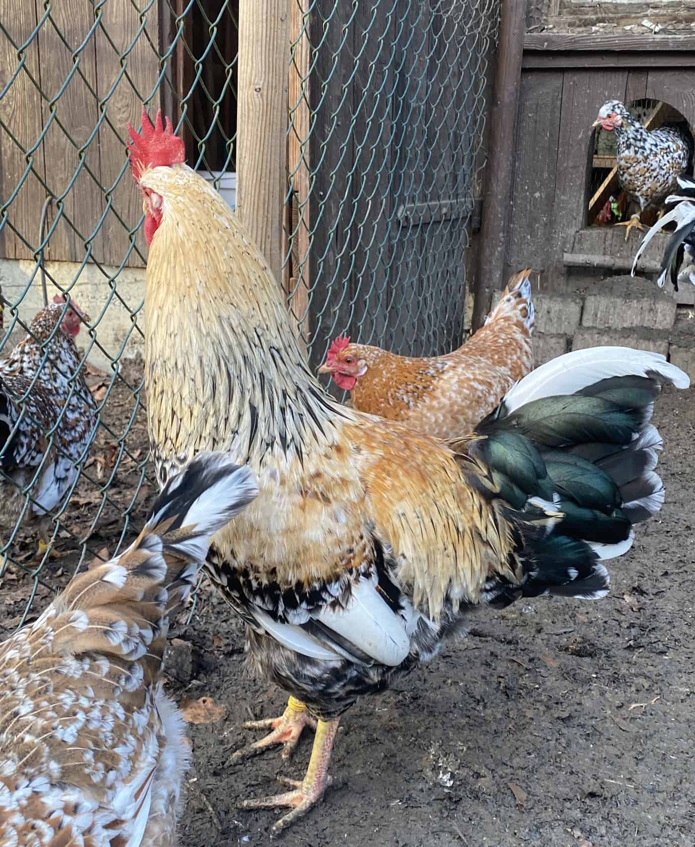 Schwedisches Blumenhuhn: Zaunhöhe, Gluckenquote & Charakter