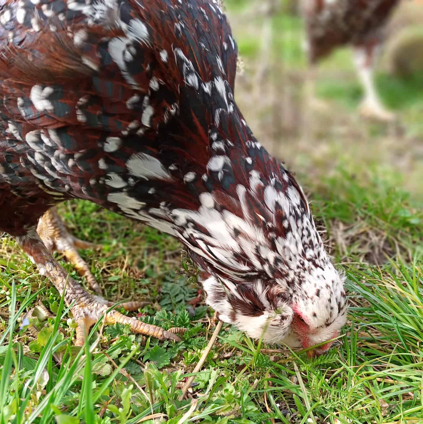 Orloff Huhn: Legeleistung, Zaunhöhe, Gluckenquote & Charakter