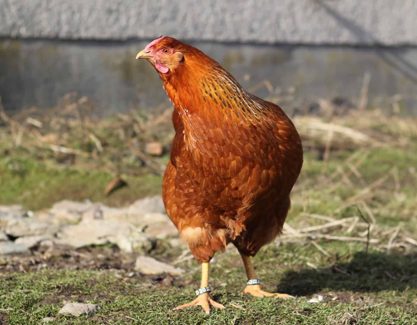 Dresdner Huhn: Charakter, Lebenserwartung, Zaunhöhe & Haltung