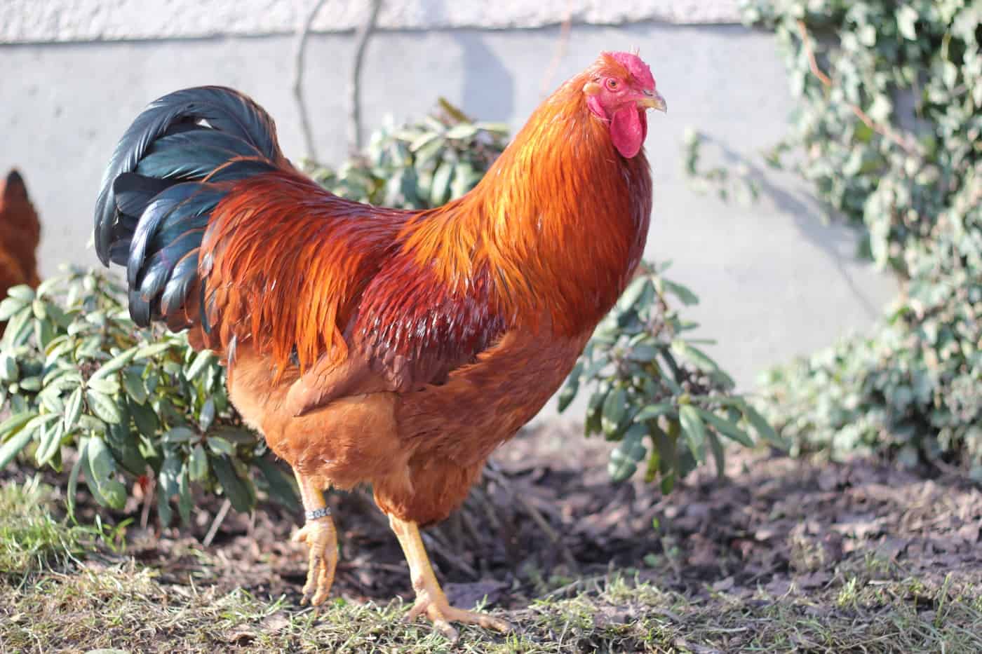 Dresdner Huhn: Charakter, Lebenserwartung, Zaunhöhe & Haltung