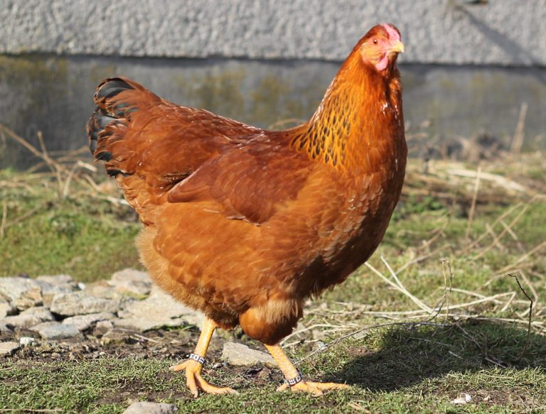 Dresdner Huhn: Charakter, Lebenserwartung, Zaunhöhe & Haltung