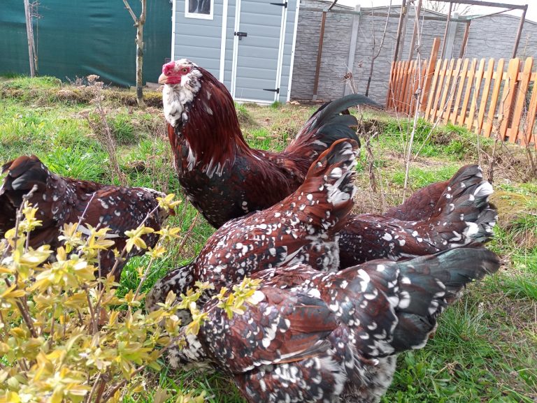 Orloff Huhn: Legeleistung, Zaunhöhe, Gluckenquote & Charakter