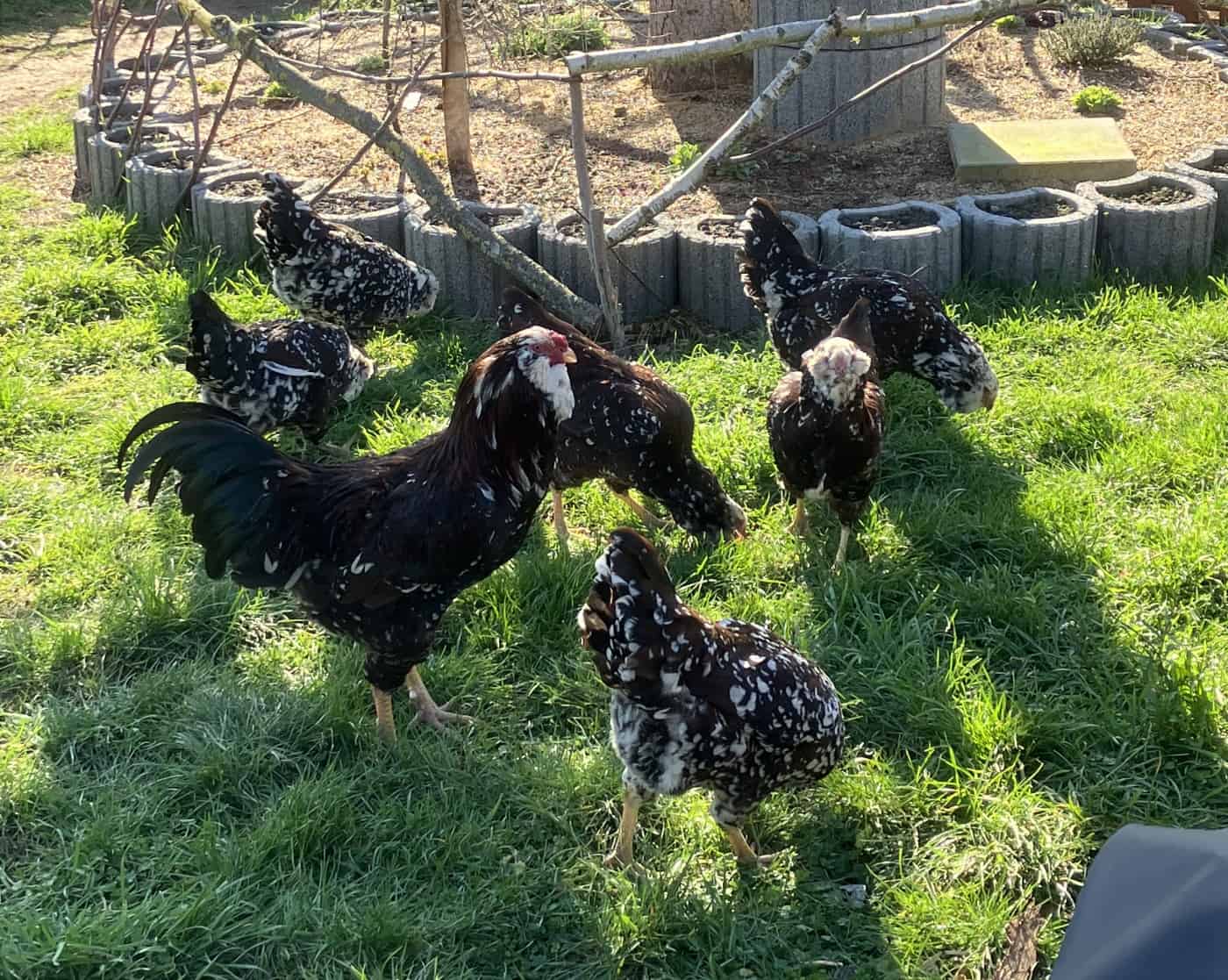 Orloff Huhn: Legeleistung, Zaunhöhe, Gluckenquote & Charakter