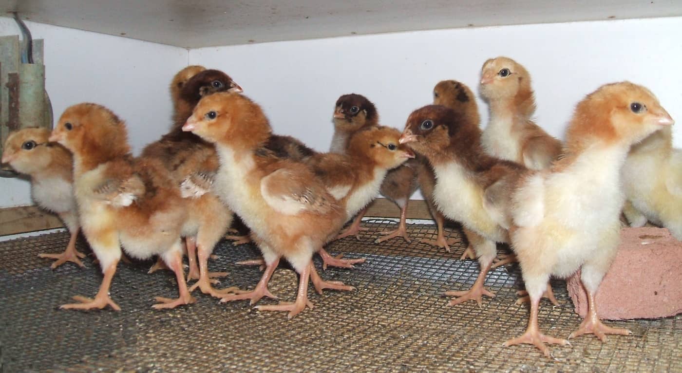 Orloff Huhn: Legeleistung, Zaunhöhe, Gluckenquote & Charakter