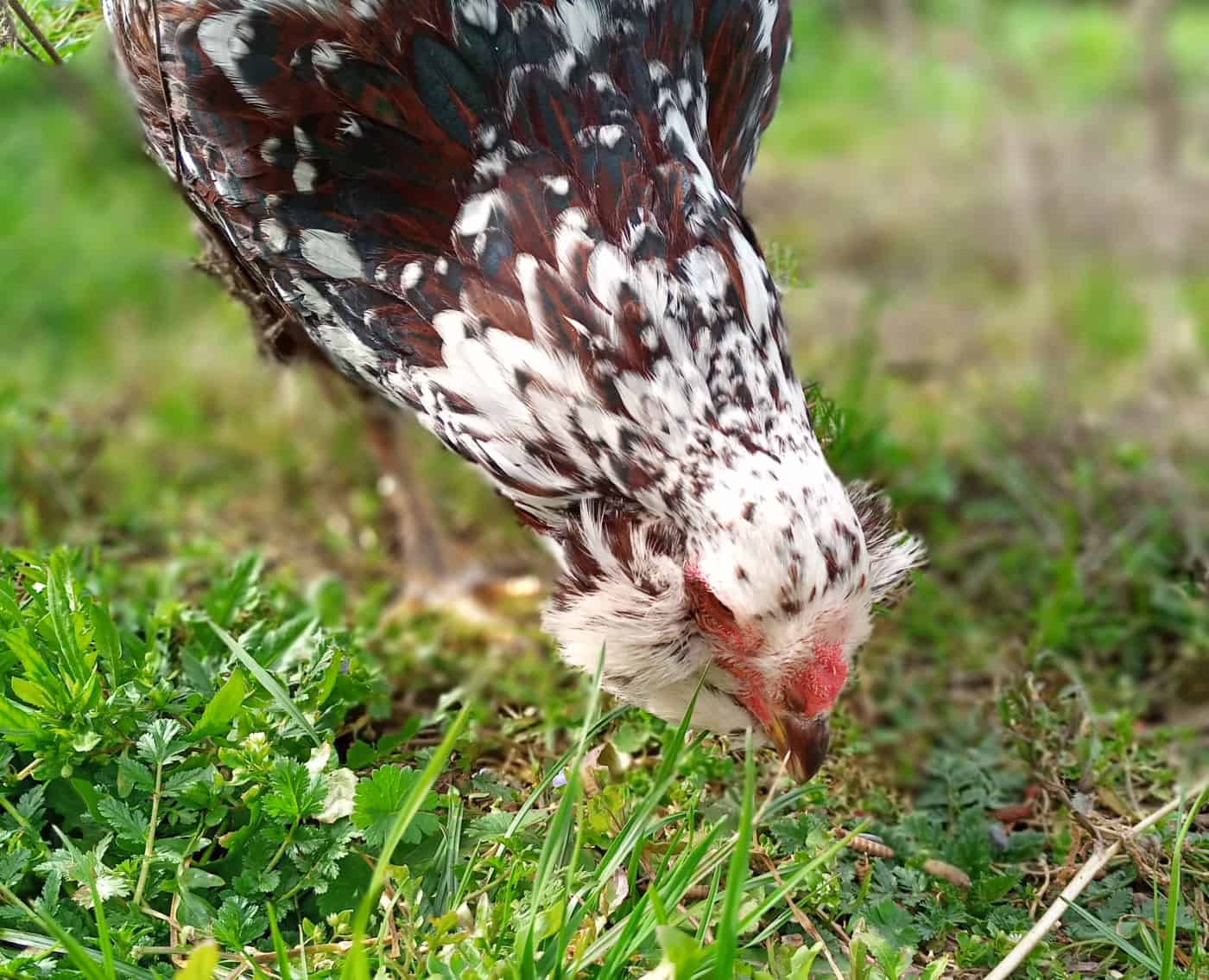 Orloff Huhn: Legeleistung, Zaunhöhe, Gluckenquote & Charakter