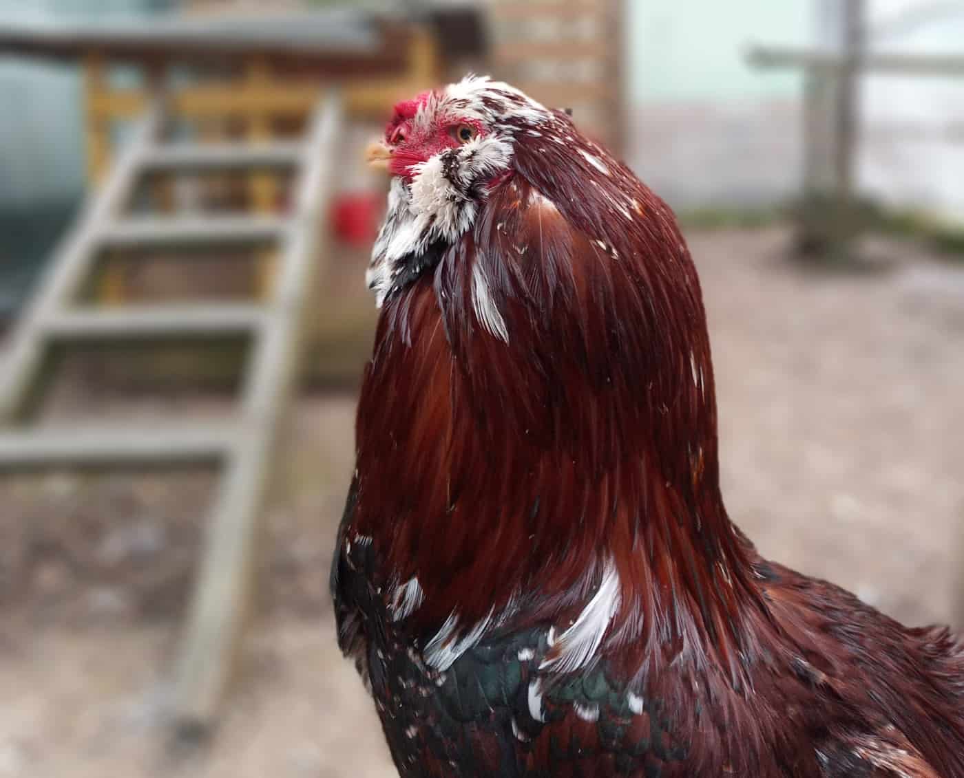 Orloff Huhn: Legeleistung, Zaunhöhe, Gluckenquote & Charakter