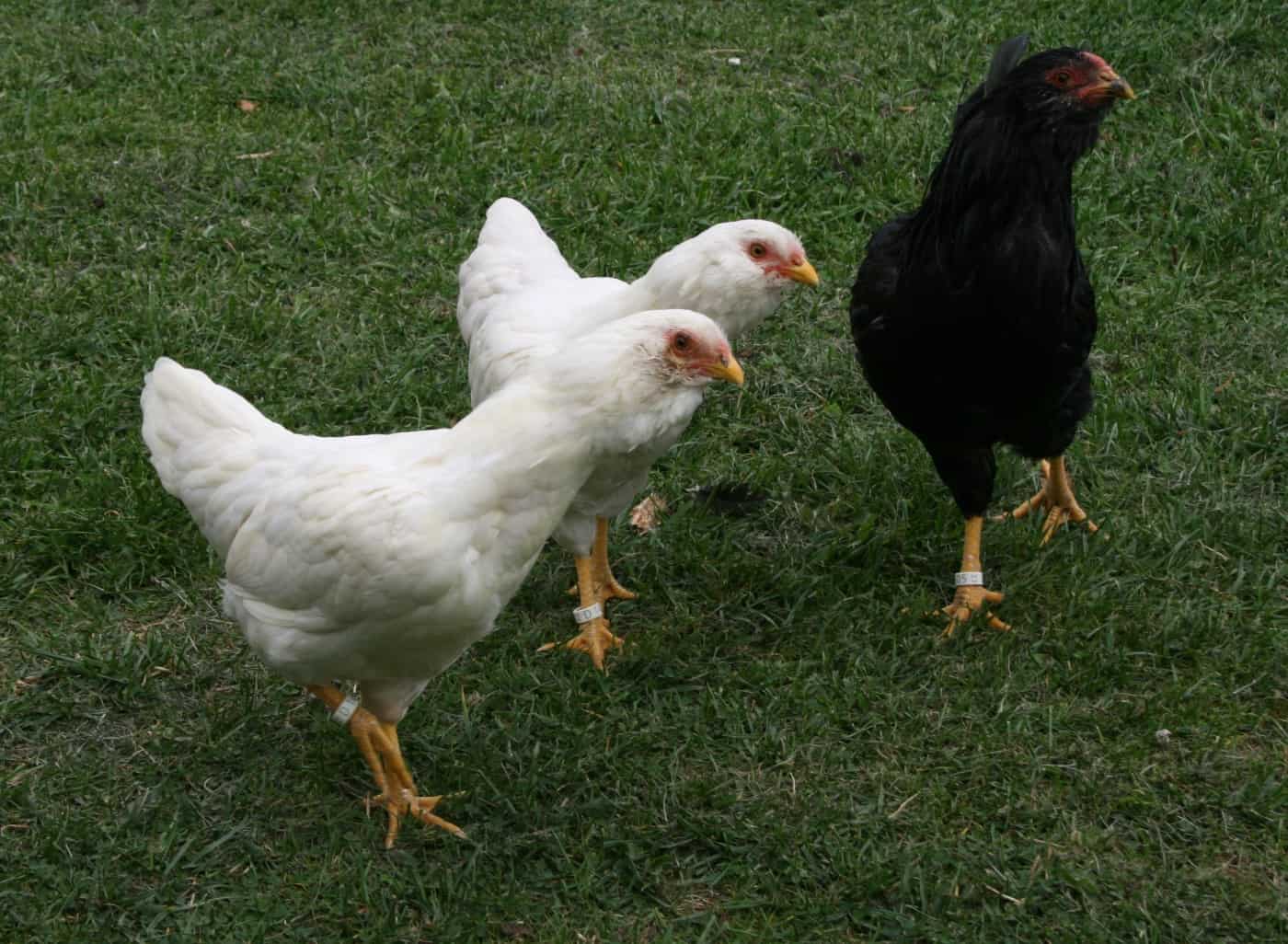 Orloff Huhn: Legeleistung, Zaunhöhe, Gluckenquote & Charakter