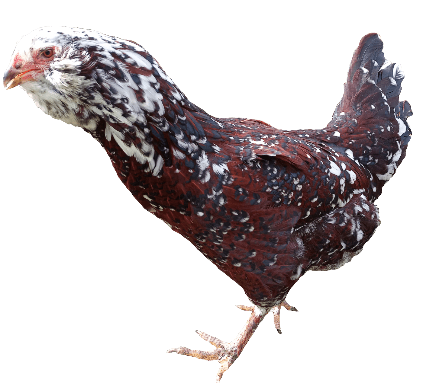 Orloff Huhn: Legeleistung, Zaunhöhe, Gluckenquote & Charakter