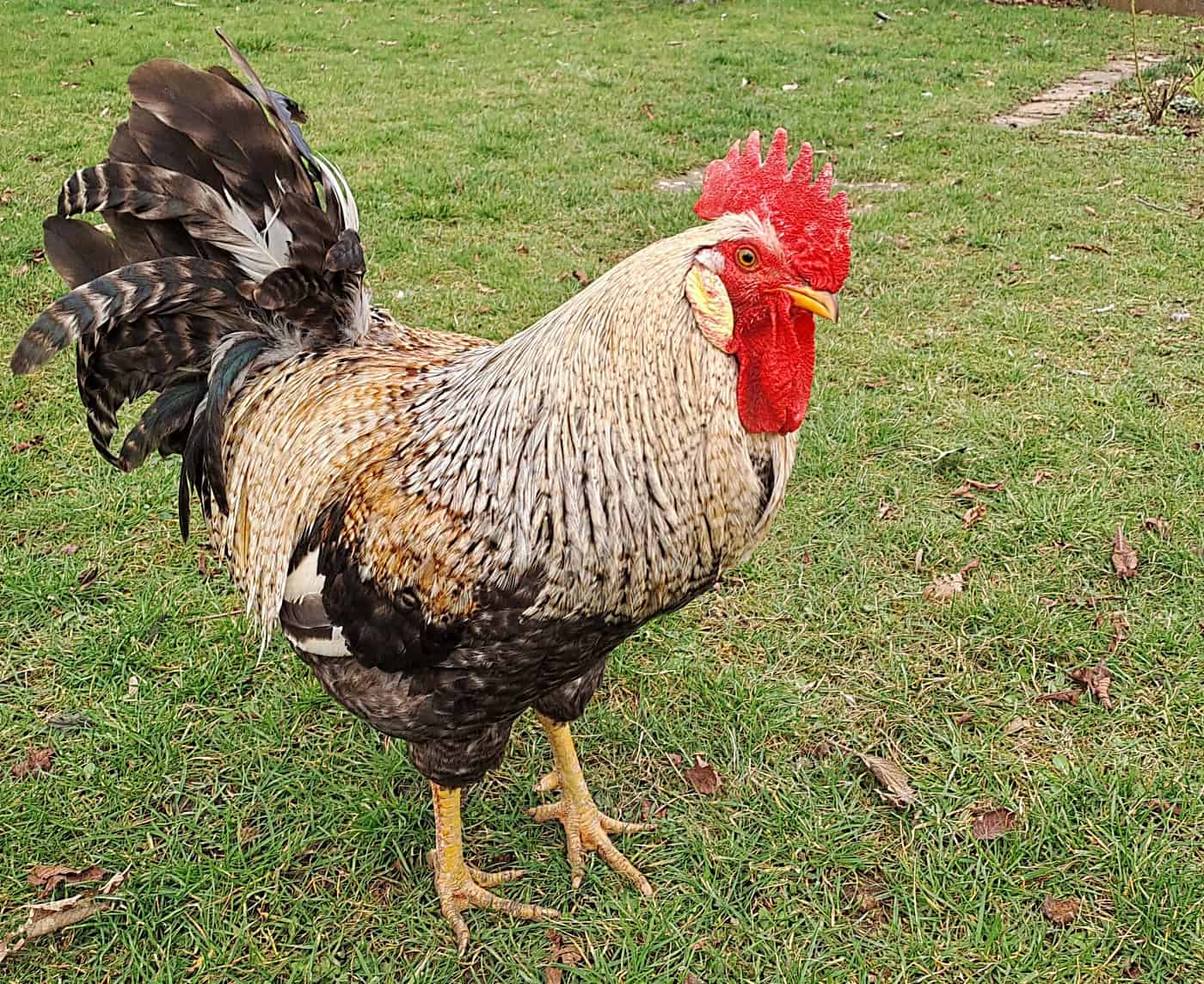 Cream Legbar: Eifarbe & Legeleistung, Zaunhöhe, Charakter