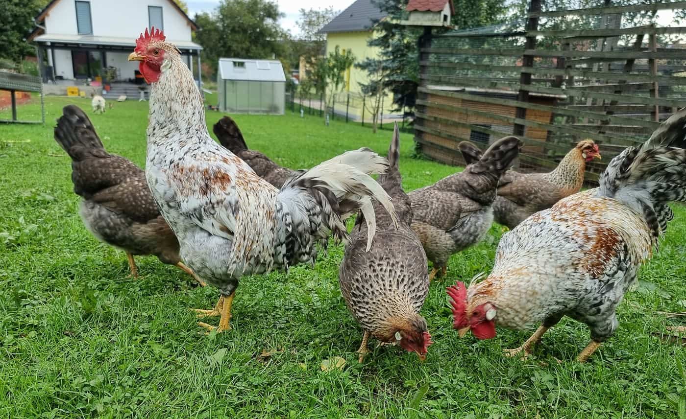 Cream Legbar: Eifarbe & Legeleistung, Zaunhöhe, Charakter