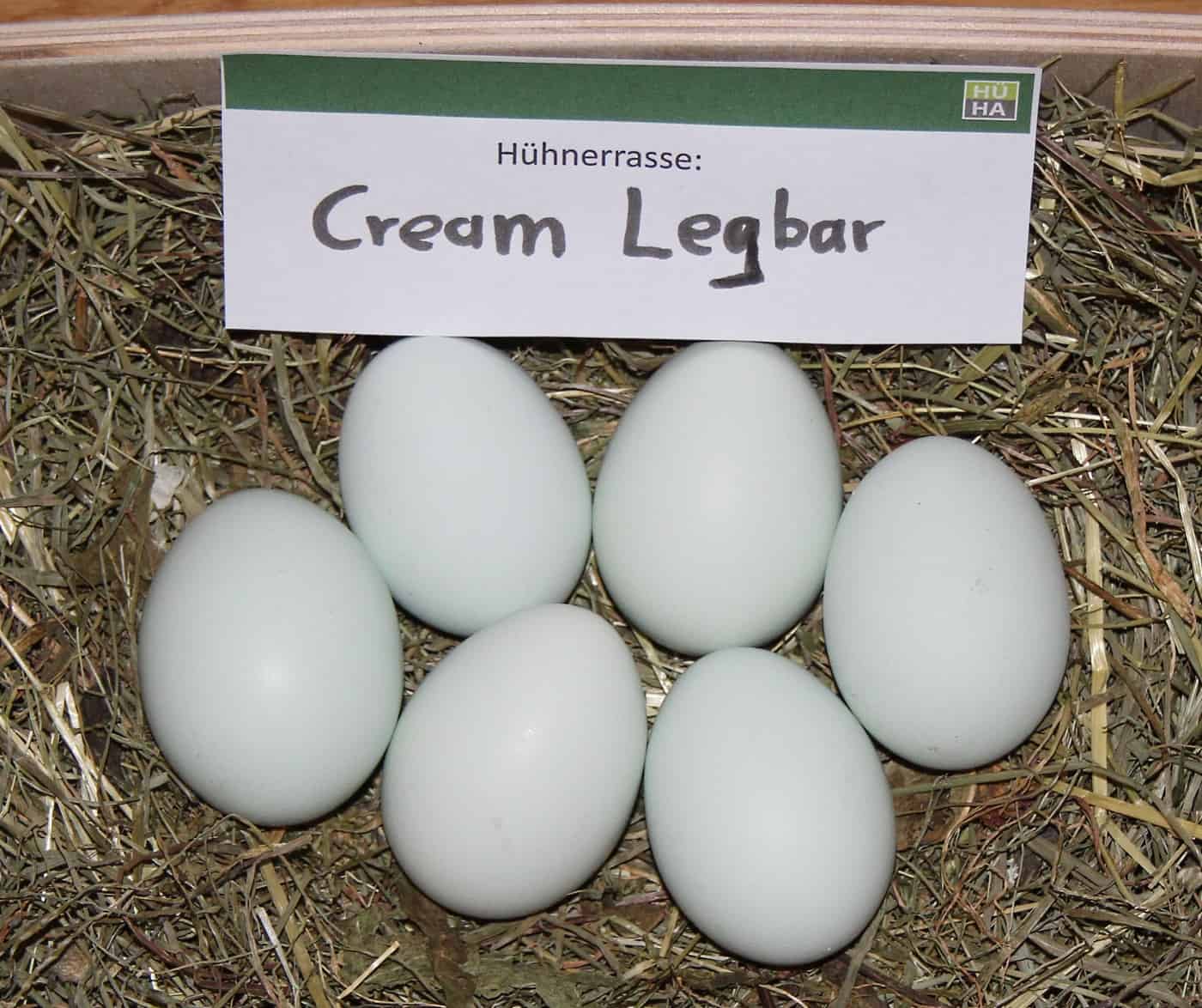 Cream Legbar: Eifarbe & Legeleistung, Zaunhöhe, Charakter