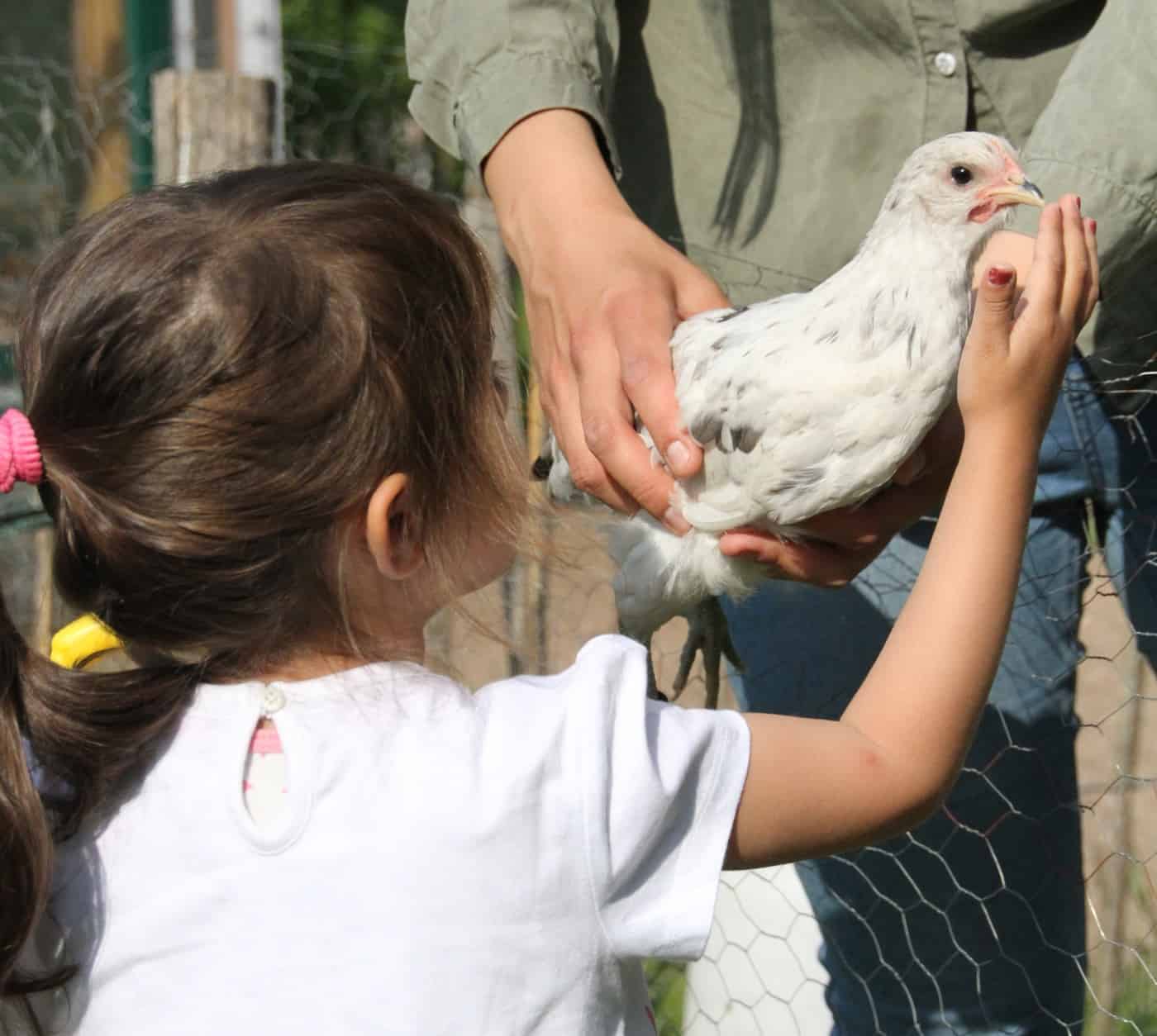 Silverudds Blå: Zaunhöhe, Eierfarbe, Gluckenquote & Charakter