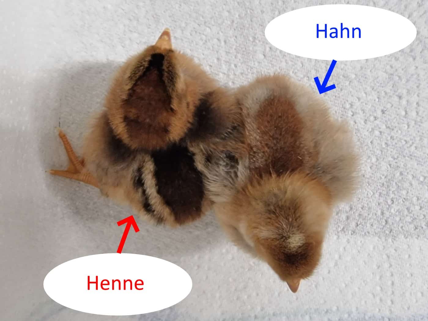 Cream Legbar: Eifarbe & Legeleistung, Zaunhöhe, Charakter