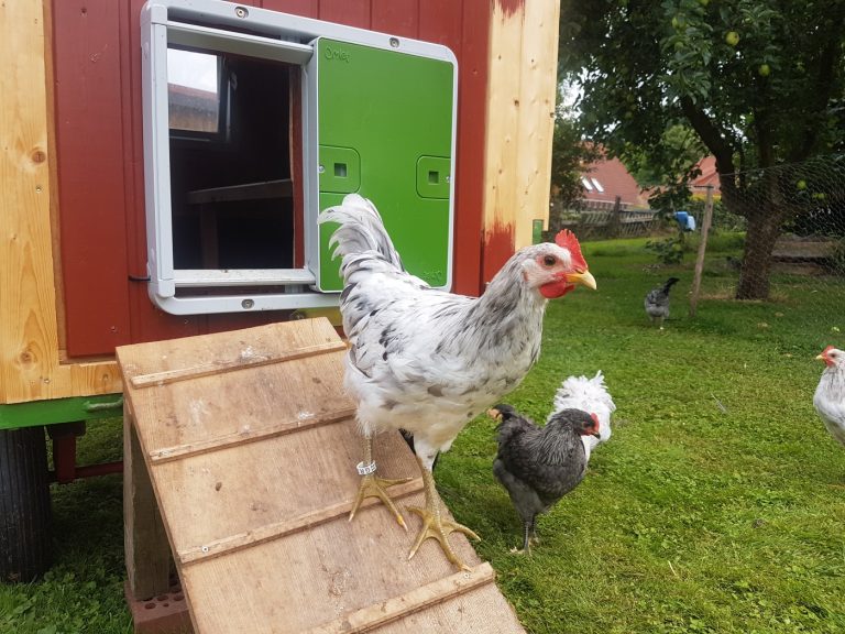 Silverudds Blå: Zaunhöhe, Eierfarbe, Gluckenquote & Charakter