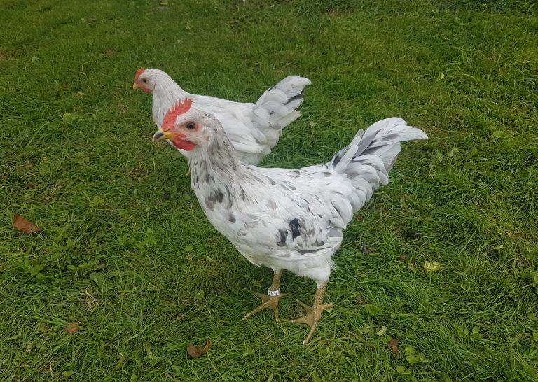 Silverudds Blå: Zaunhöhe, Eierfarbe, Gluckenquote & Charakter