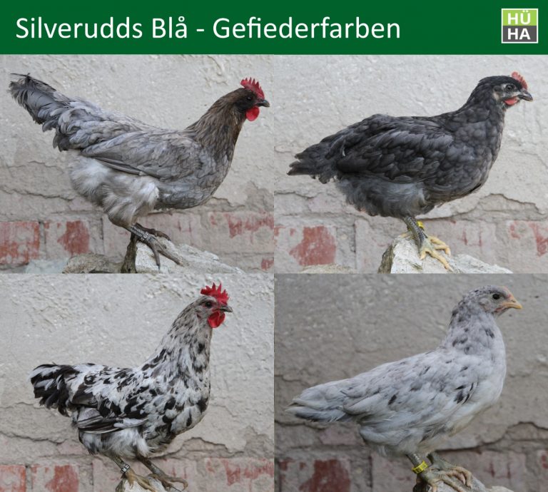 Silverudds Blå: Zaunhöhe, Eierfarbe, Gluckenquote & Charakter