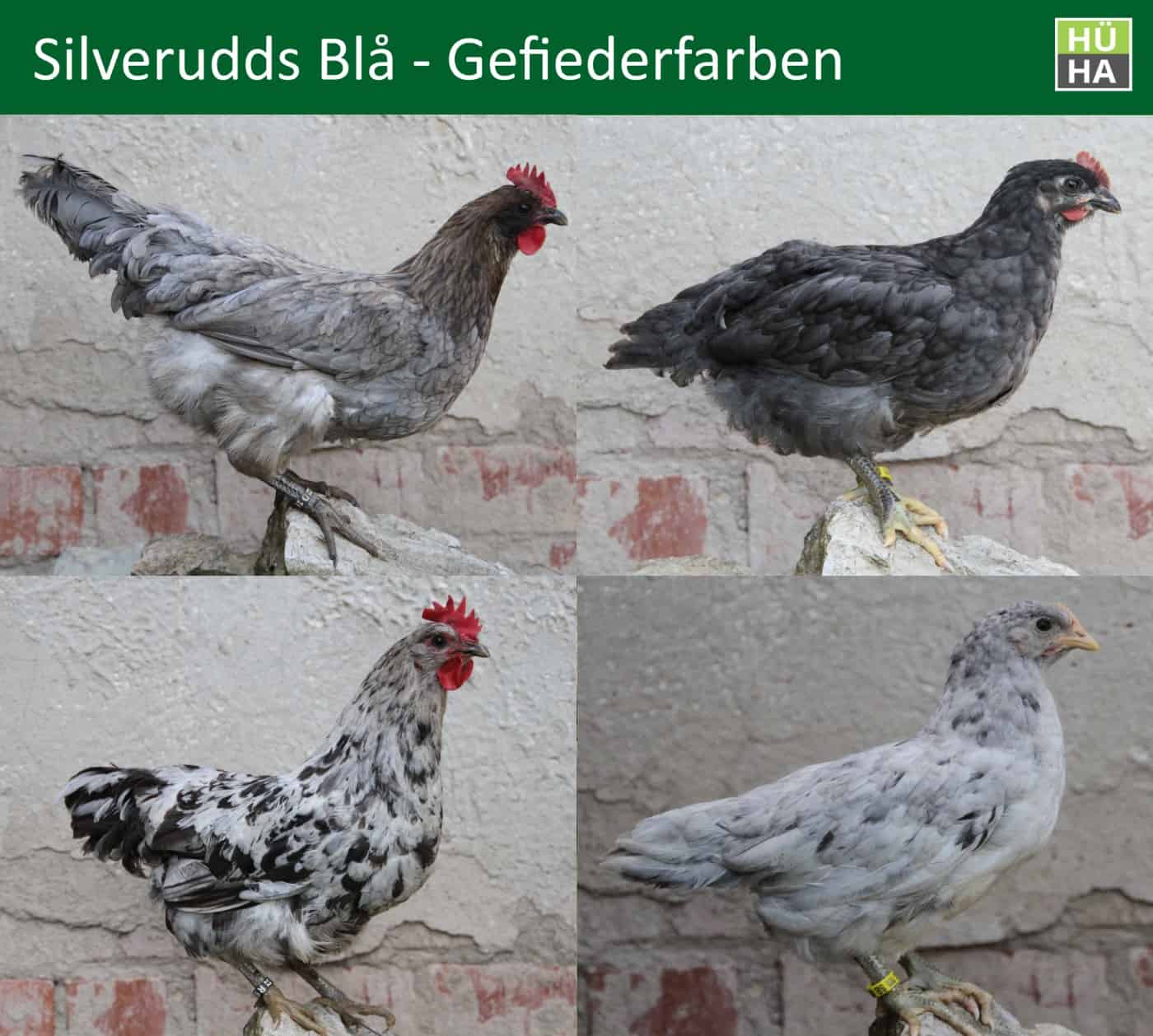 Silverudds Blå: Zaunhöhe, Eierfarbe, Gluckenquote & Charakter