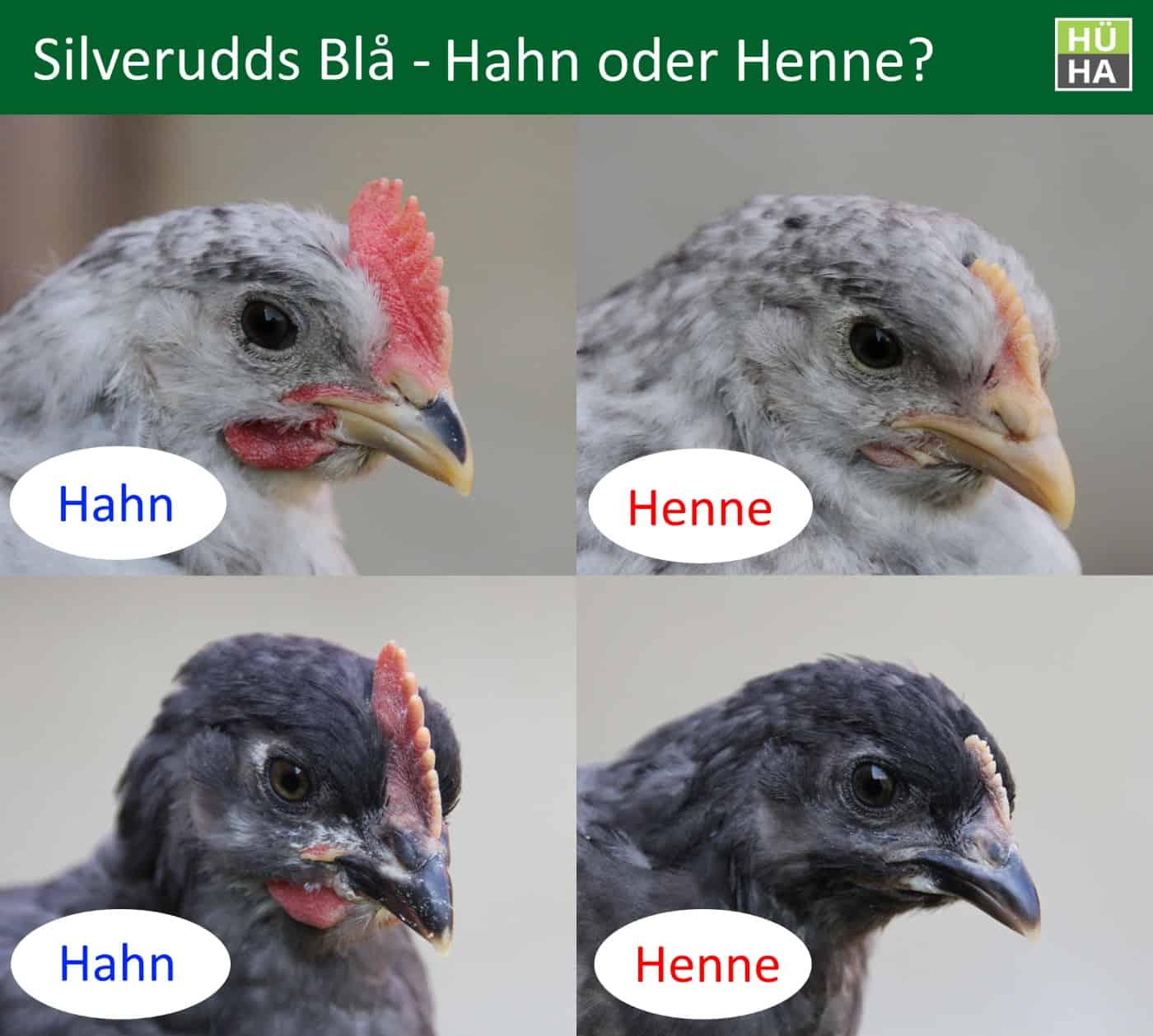 Silverudds Blå: Zaunhöhe, Eierfarbe, Gluckenquote & Charakter