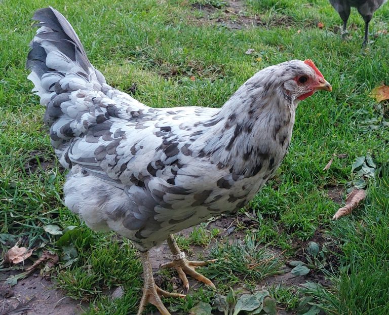 Silverudds Blå: Zaunhöhe, Eierfarbe, Gluckenquote & Charakter