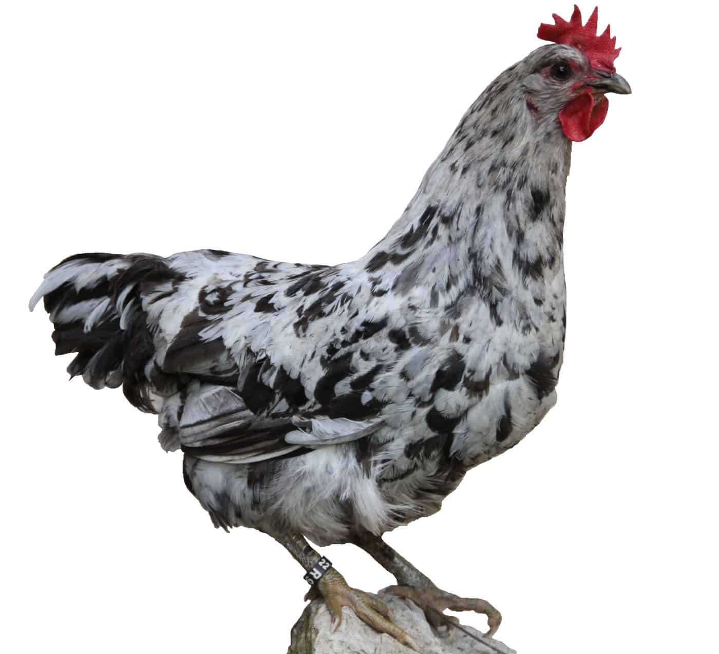 Silverudds Blå: Zaunhöhe, Eierfarbe, Gluckenquote & Charakter