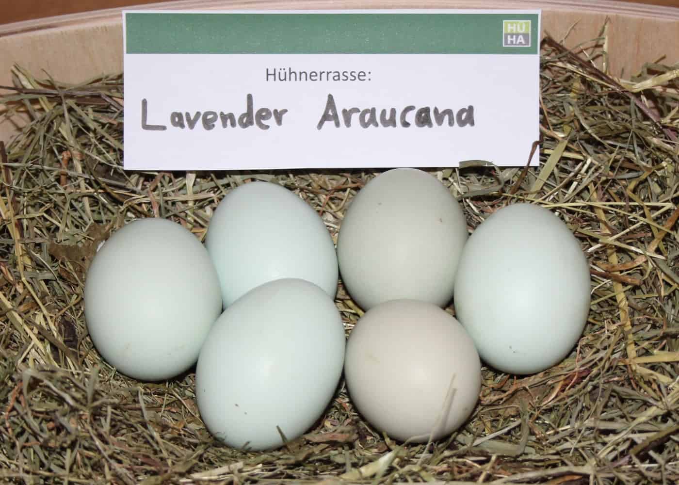 Lavender Araucana Portait: Zaunhöhe, Gluckenquote & Charakter