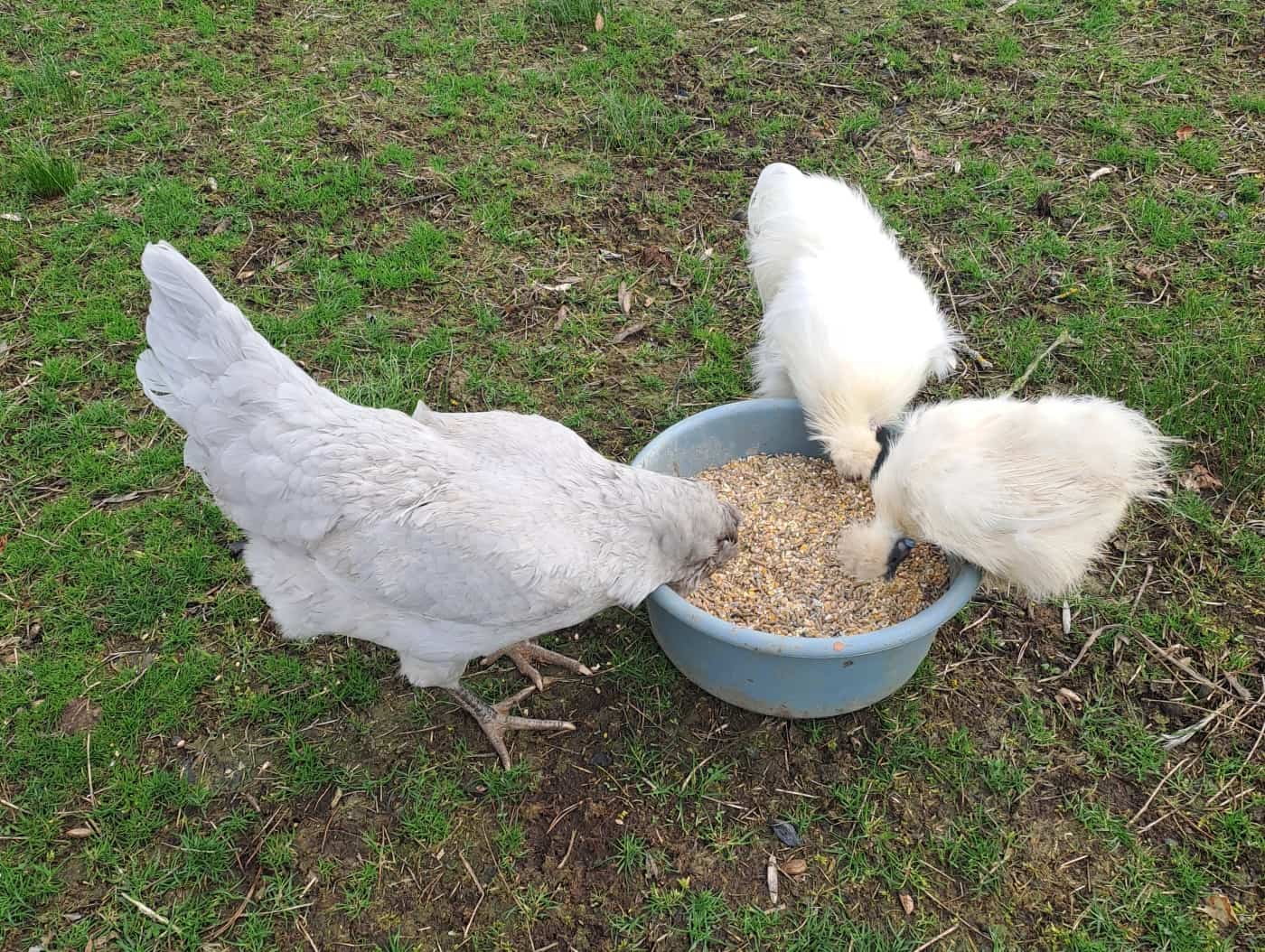 Lavender Araucana Portait: Zaunhöhe, Gluckenquote & Charakter