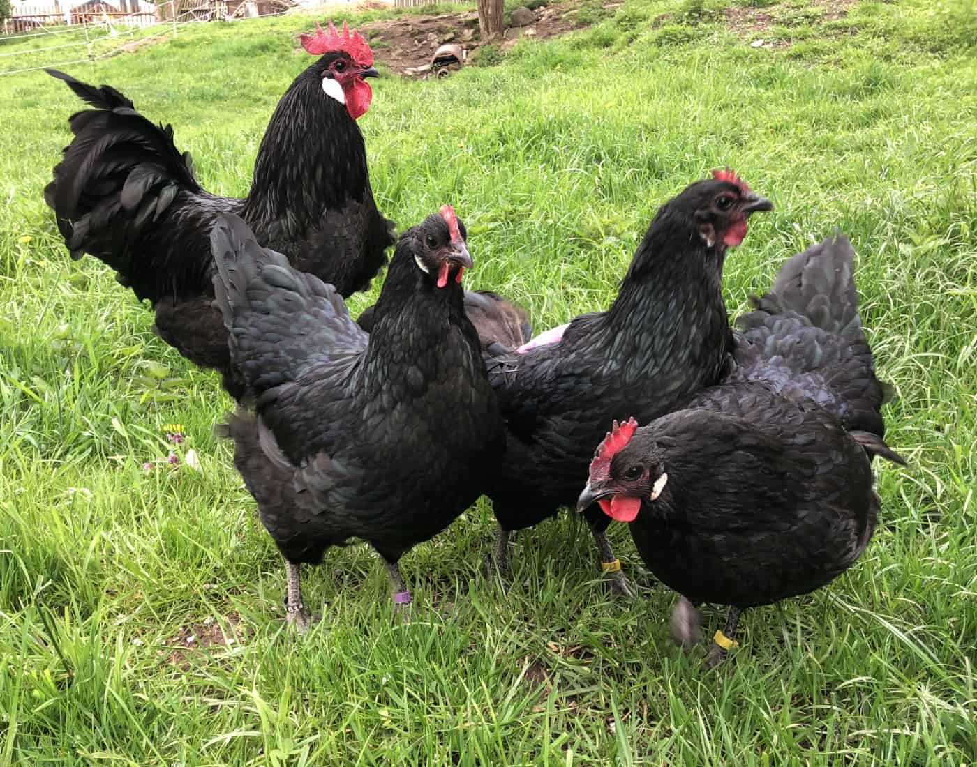 Sachsenhuhn im Portait: Zaunhöhe, Gluckenquote & Charakter